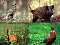 Le gibier - Le blog fooding de Christine Spiesser, artisan boucher ...